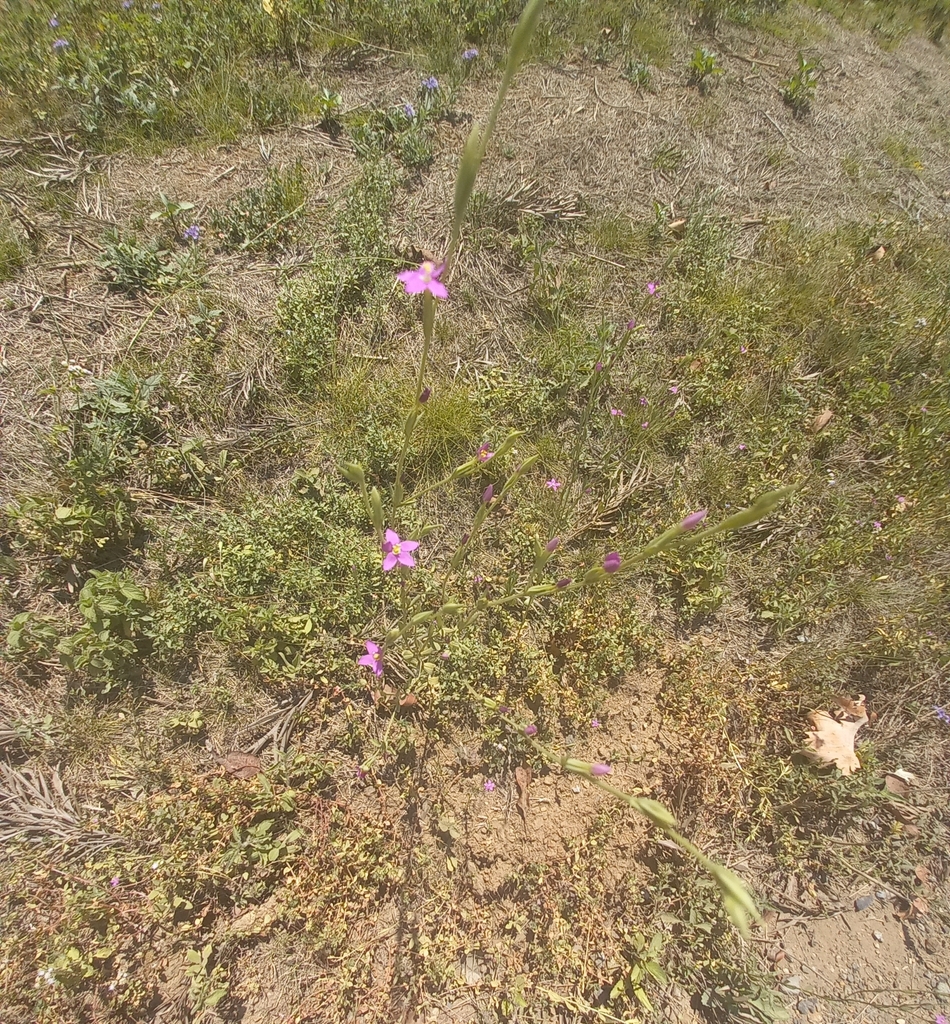 centauries, rose gentians, and Zeltneras from Boompa QLD 4621 ...