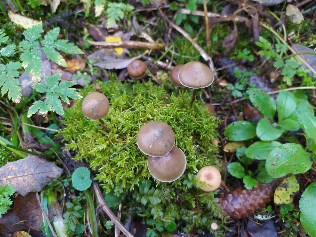 Psilocybe serbica in October 2024 by Milos Gajic · iNaturalist