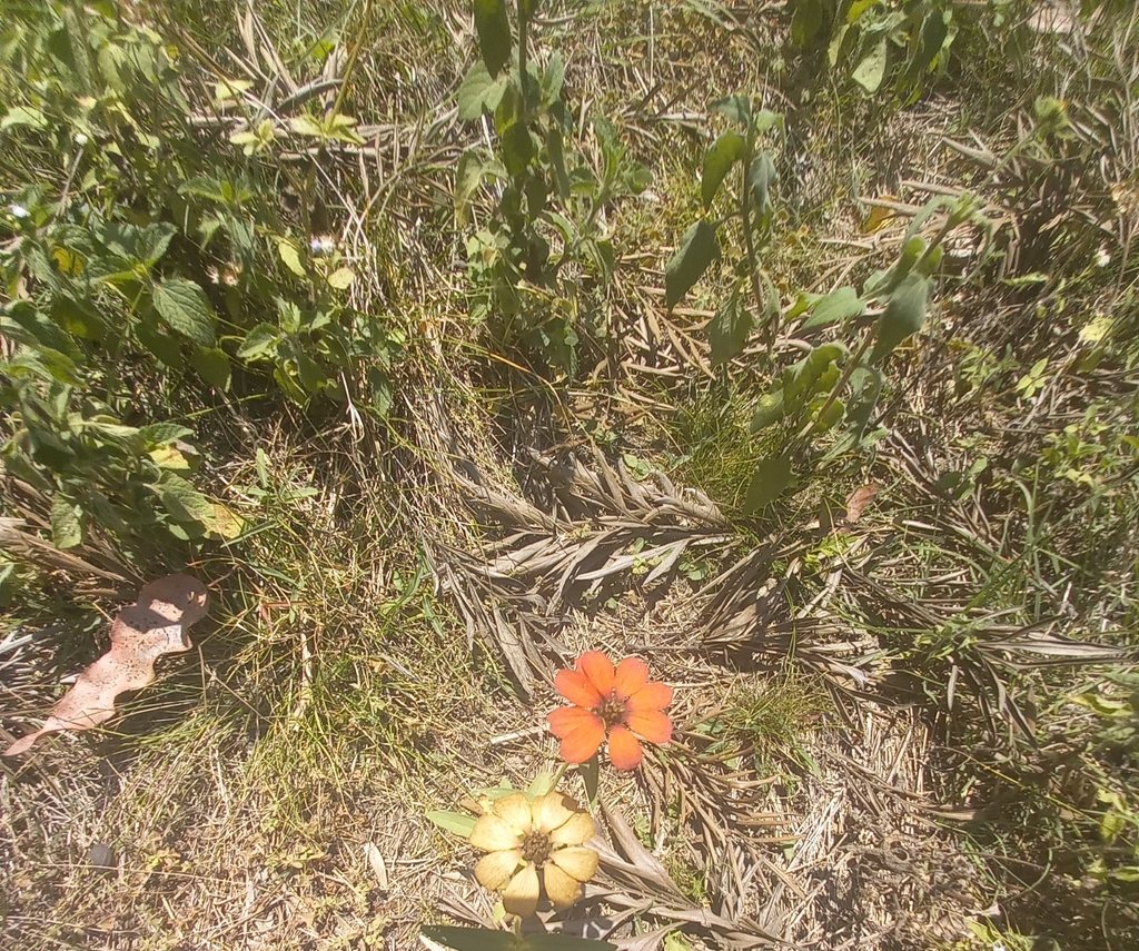 Peruvian zinnia from Boompa QLD 4621, Australia on October 7, 2024 at ...