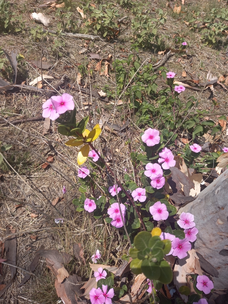 Madagascar Periwinkle from Boompa QLD 4621, Australia on October 07 ...