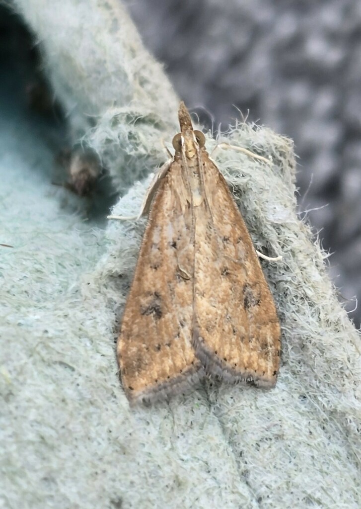 Rusty Dot Pearl from 5472 1 Kastel, Bulgaria on October 5, 2024 at 08: ...