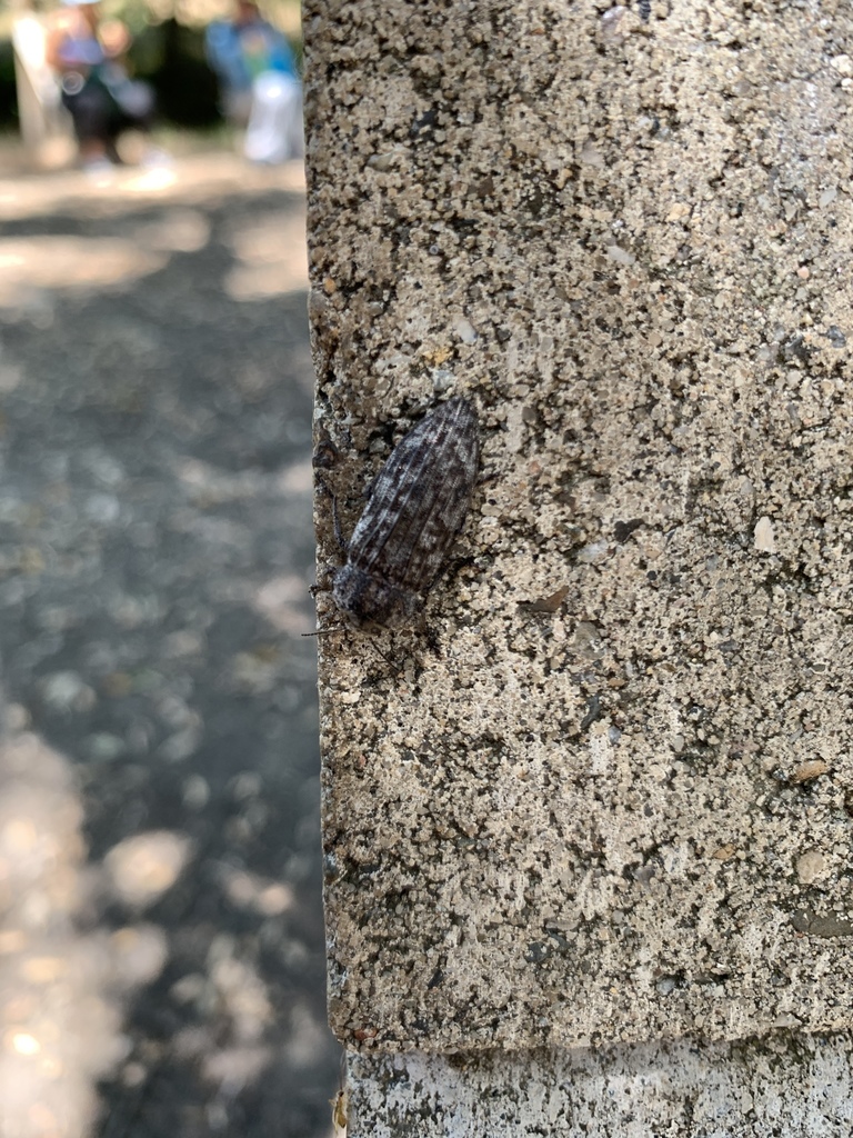 Polycesta from 93405, San Luis Obispo, CA, US on July 4, 2019 at 12:01 ...