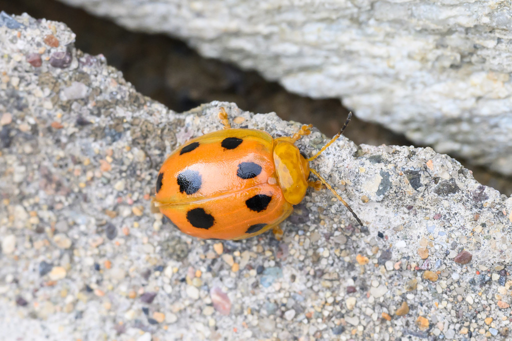 Oides decempunctata from 中国北京市海淀区 on September 14, 2024 at 02:44 PM by ...
