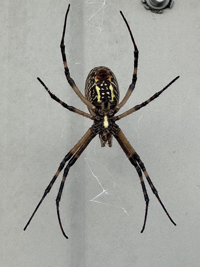 Yellow Garden Spider from Mockingbird Ln, Midlothian, TX, US on October ...