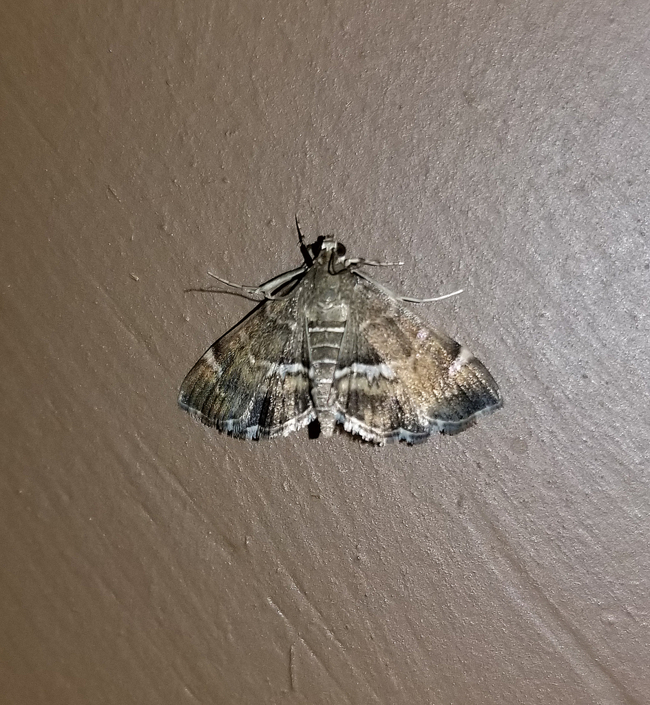 Spotted Beet Webworm Moth from Fentress County, TN, USA on October 6 ...