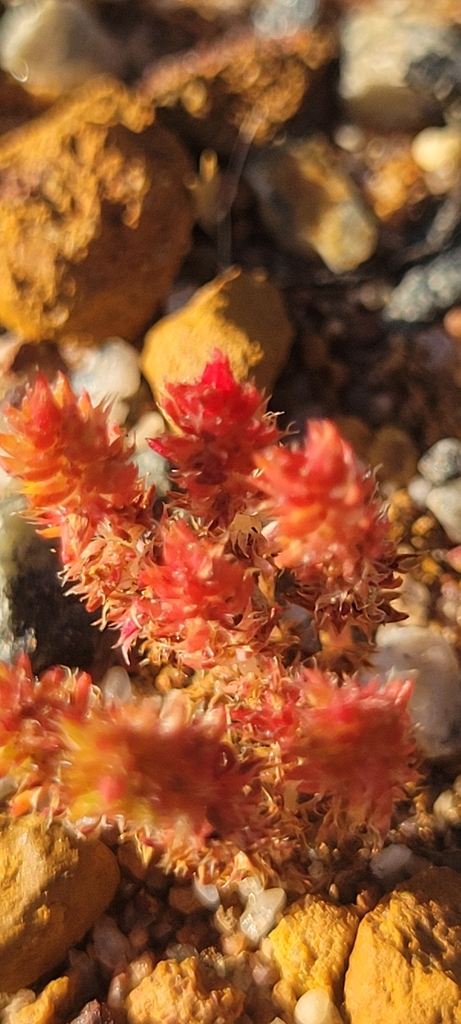 Mossy Stonecrop from Brand Hwy Transwa Regans Ford, Regans Ford WA 6507 ...