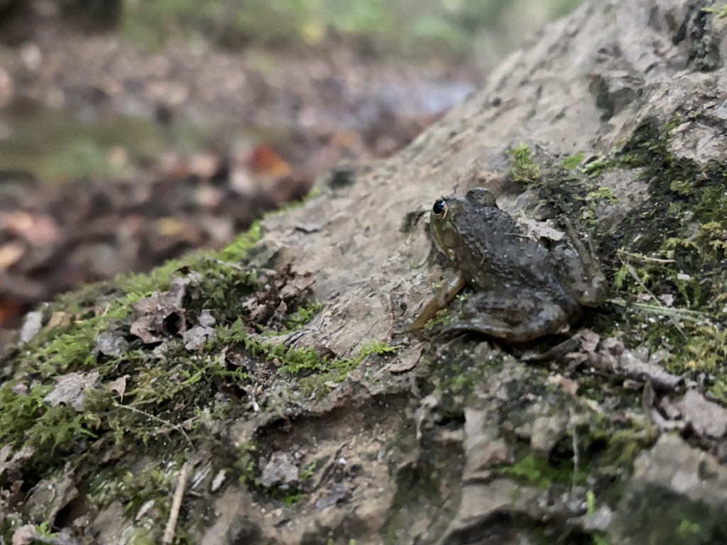 American Bullfrog from Jarrard Camp Rd, Hiawassee, GA, US on October 4 ...