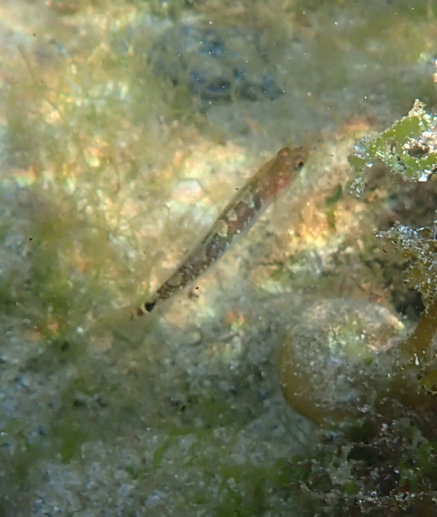 Two-spotted Goby from Dunseverick Harbour, Bushmills BT57 8SY, UK on 19 ...