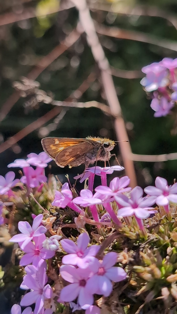 Sachems and Allies from Madison, WI 53704, USA on October 06, 2024 at ...