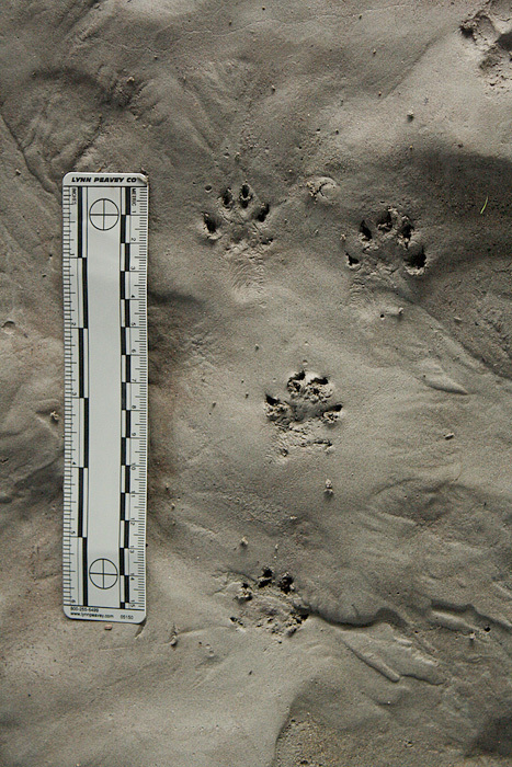 Long-tailed Weasel from Arlington, WA on February 11, 2012 by Filip ...