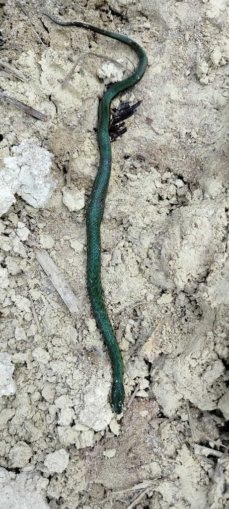 Colubrid Snakes from Santa Rosa, EC-EO, EC on October 7, 2024 at 08:25 ...