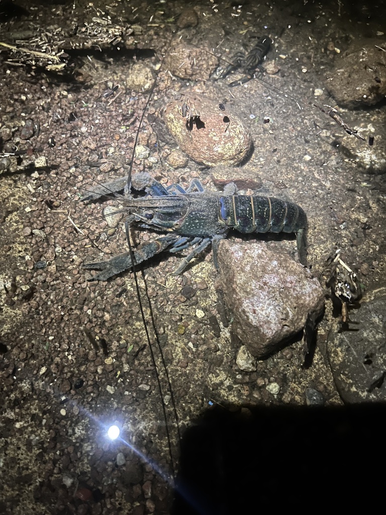 Australian red claw crayfish from San Nicolás Tolentino, S.L.P., MX on ...