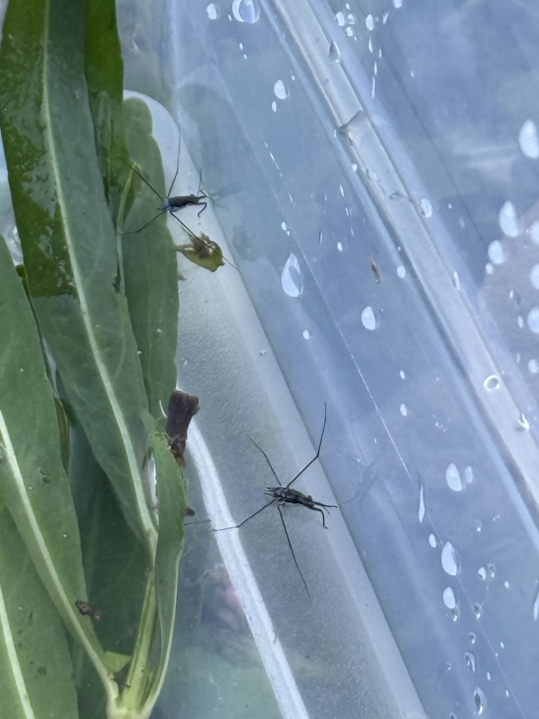 Neogerris hesione from Chattanooga Memorial Park, Red Bank, TN, US on ...