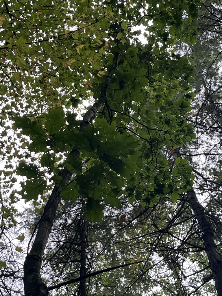 high-latitude oaks from Centennial Woods Natural Area on October 7 ...