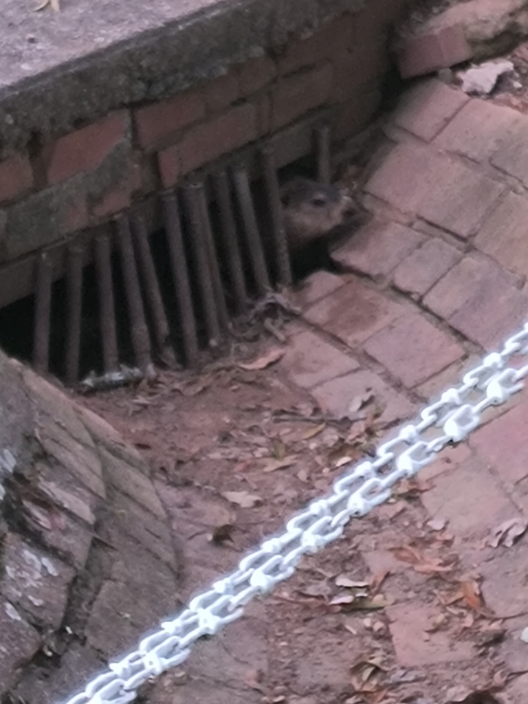 Groundhog from Greensboro, NC 27410, USA on October 7, 2024 at 06:43 PM ...