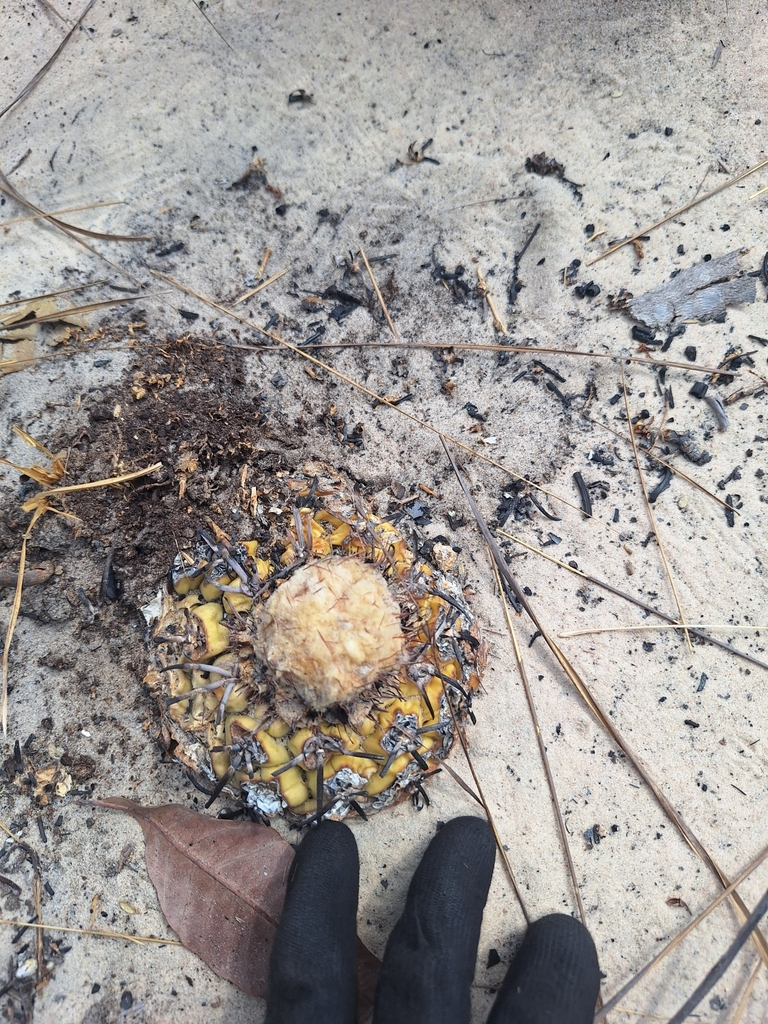 Discocactus catingicola in October 2024 by Maurício Frizziero Ribeiro ...