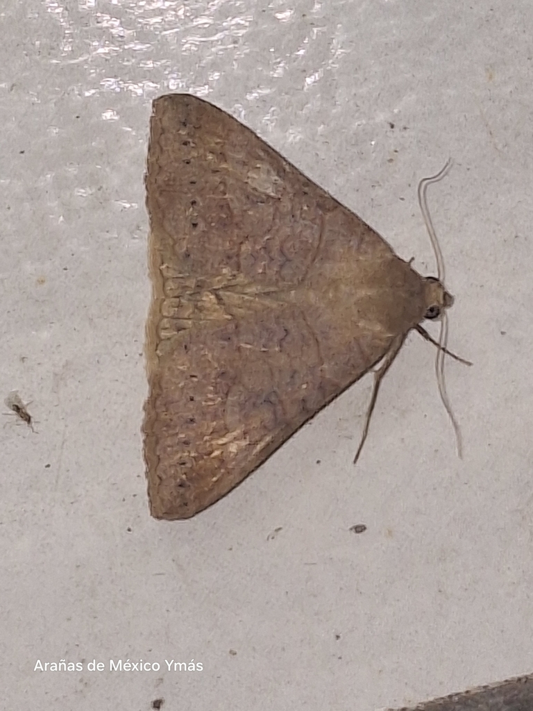 Vetch Looper Moth from Laguna la Marcha Núm 182, A, Villa Diamante ...