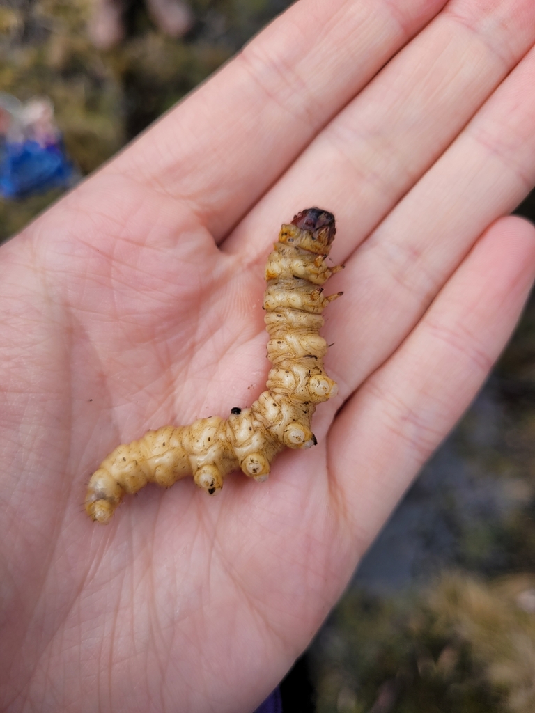 Insects from Central Highlands, AU-TS, AU on October 8, 2024 at 11:52 ...