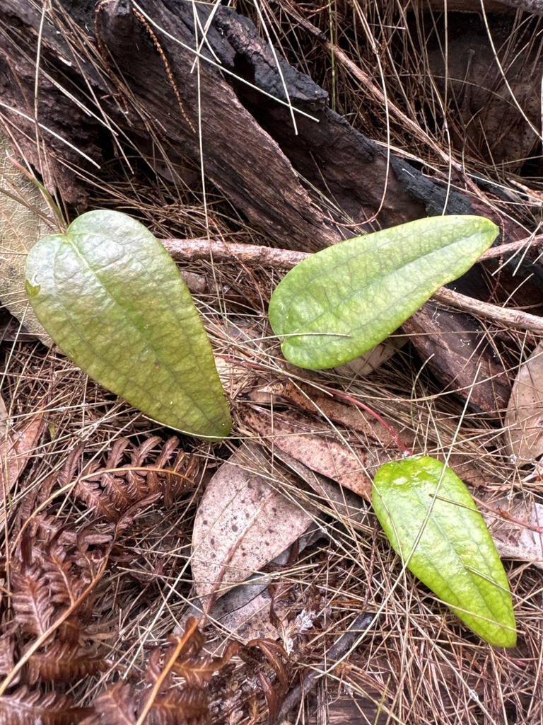 Sweet Sarsaparilla from Lakeshore Dr, Narrabeen, NSW, AU on October 8 ...