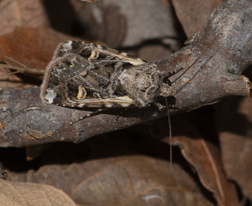 Dichagyris socorro · iNaturalist