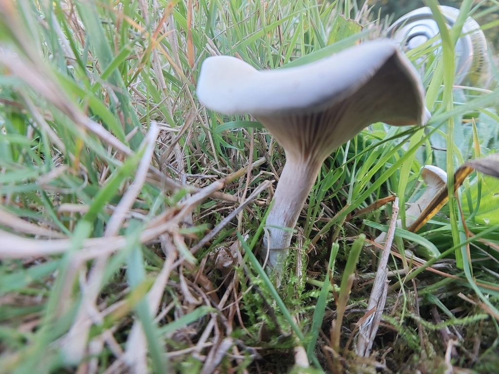 Fool's Funnel from Olympia, WA 98505, USA on October 2, 2024 at 04:46 ...