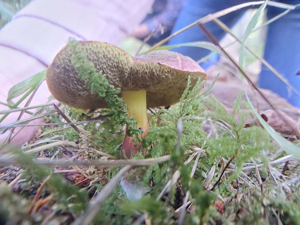 Red-cracking Bolete from Olympia, WA 98505, USA on October 2, 2024 at ...