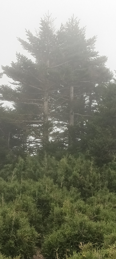 Taiwan fir from 546台灣南投縣仁愛鄉昆陽合歡山八字灣 on October 8, 2024 at 10:22 AM by ...