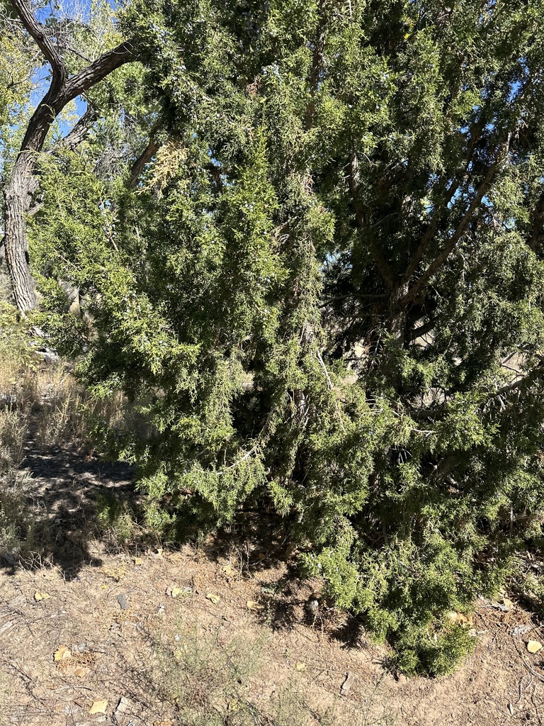 One-seed Juniper from Rice Ave NW, Albuquerque, NM, US on October 5 ...