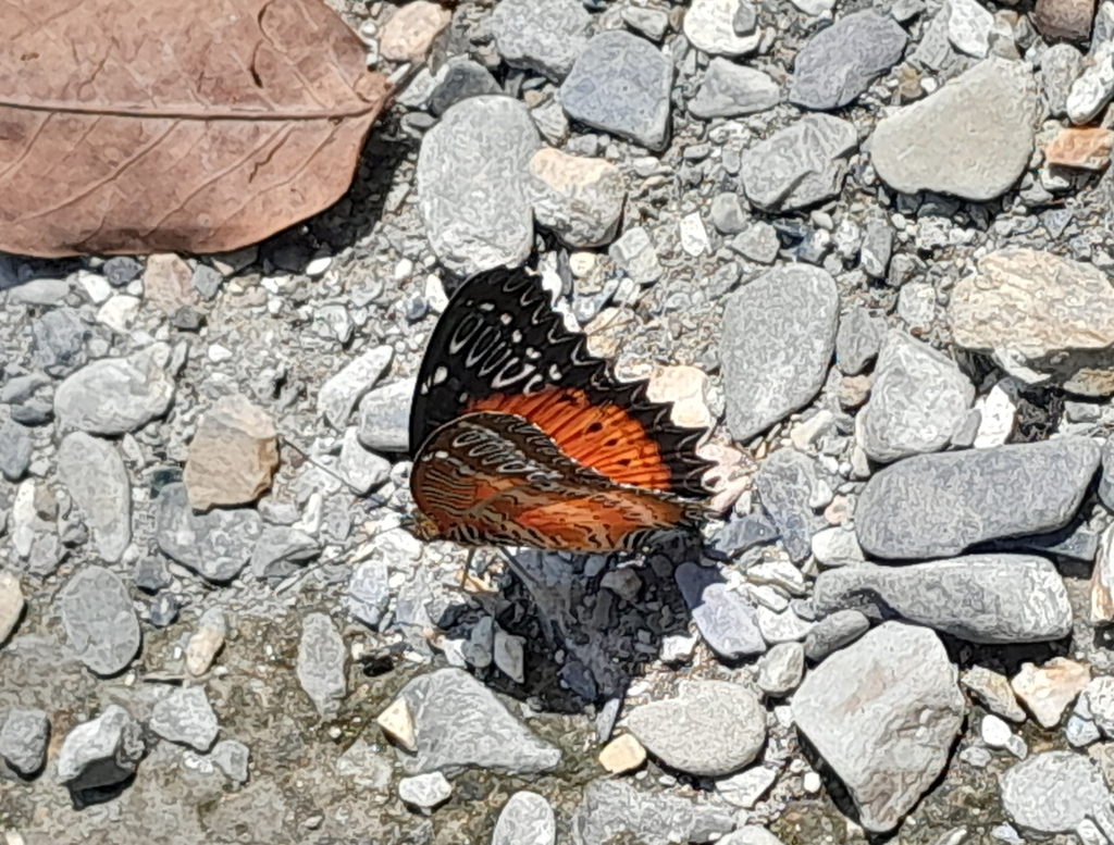 Red Lacewing Butterfly from South Sikkim, IN-SK, IN on October 7, 2024 ...