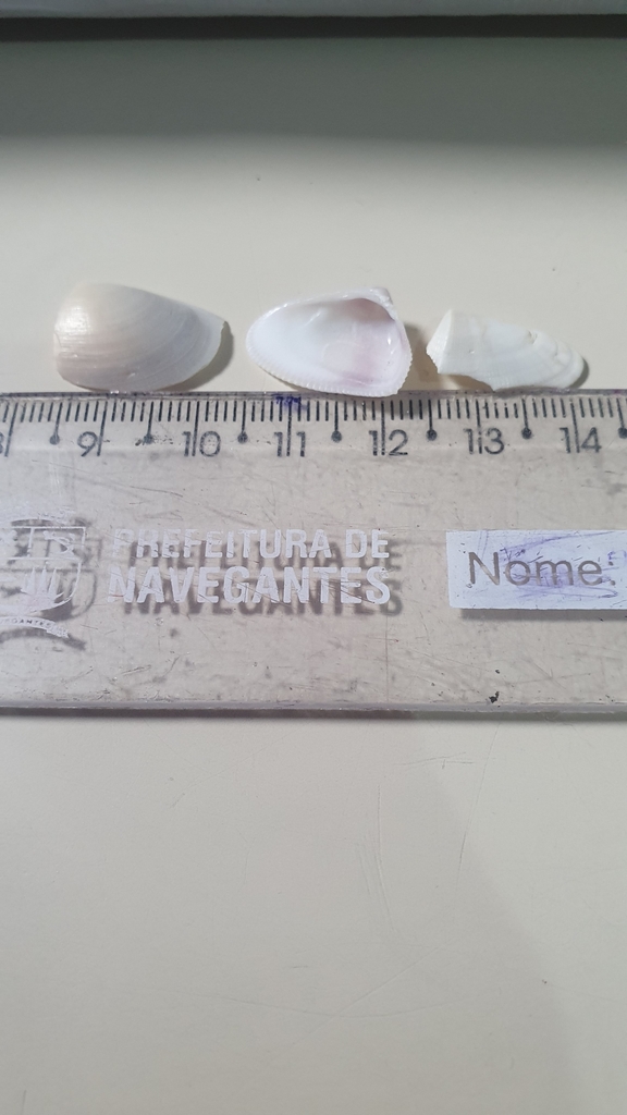 Donax hanleyanus from Brasil on May 21, 2024 by Clube de Cultura ...