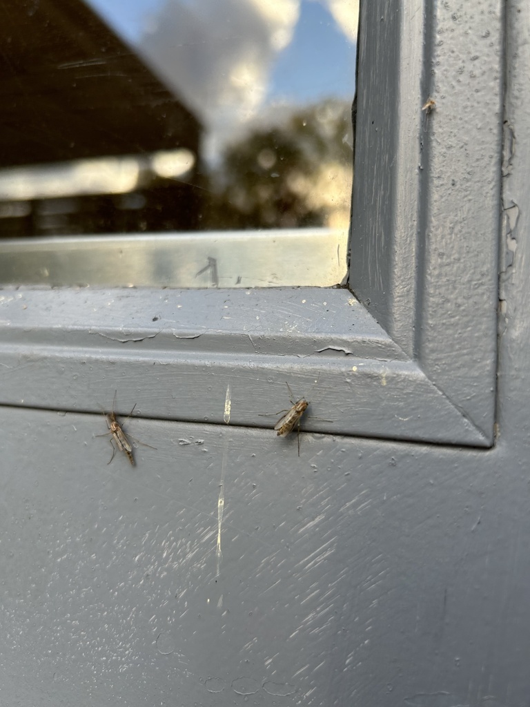Non-biting Midges from Peninsula Dr, Erie, PA, US on October 8, 2024 at ...