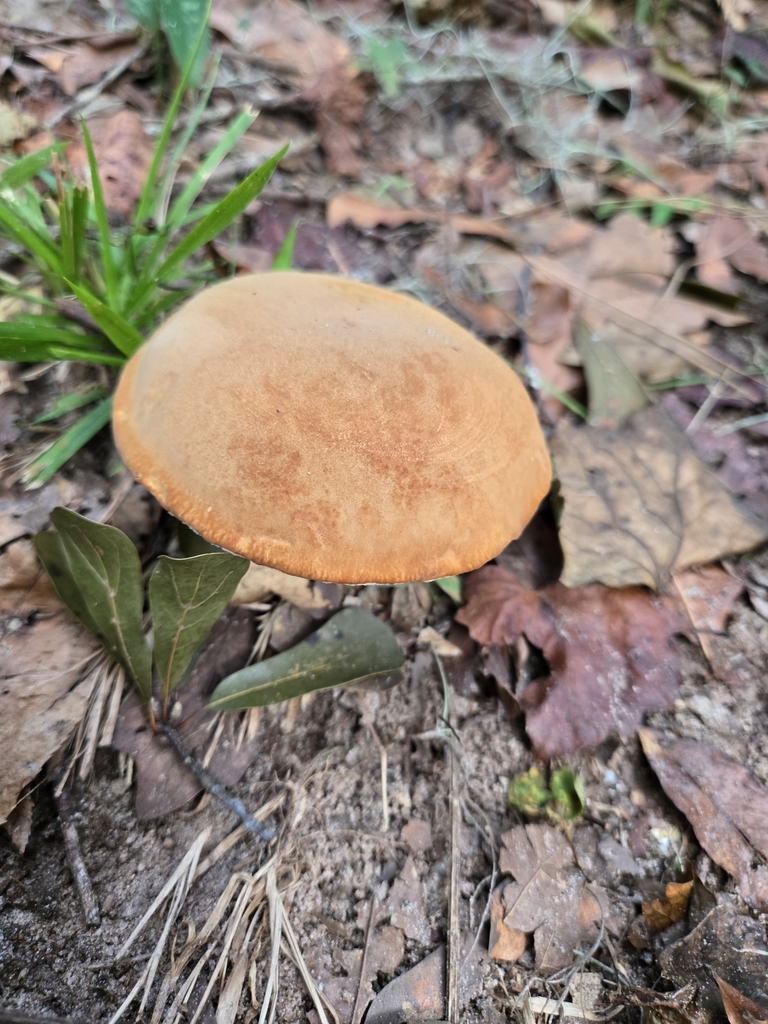 Fungi Including Lichens from Tallahassee, FL 32317, USA on October 2 ...