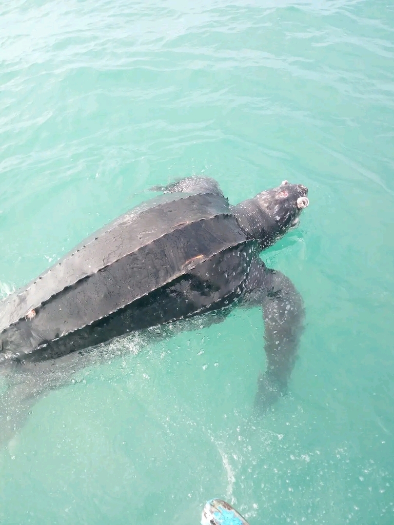 Leatherback Sea Turtle in January 2021 by Jose Farias · iNaturalist