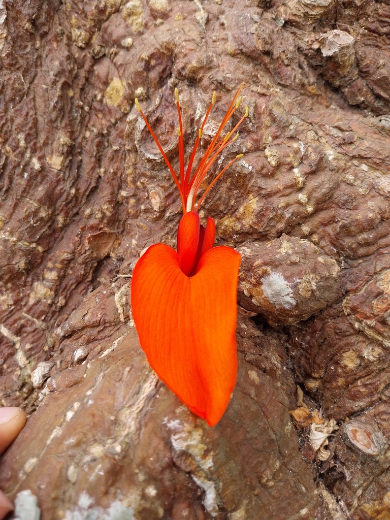 Red Bean Tree in September 2024 by AJ Spinoza · iNaturalist