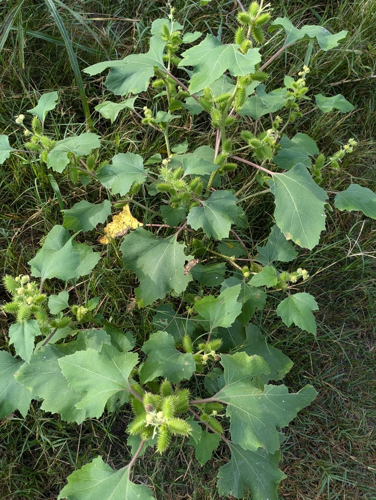 common cocklebur from FAIR OAKS, TX 78006, USA on October 7, 2024 at 09 ...