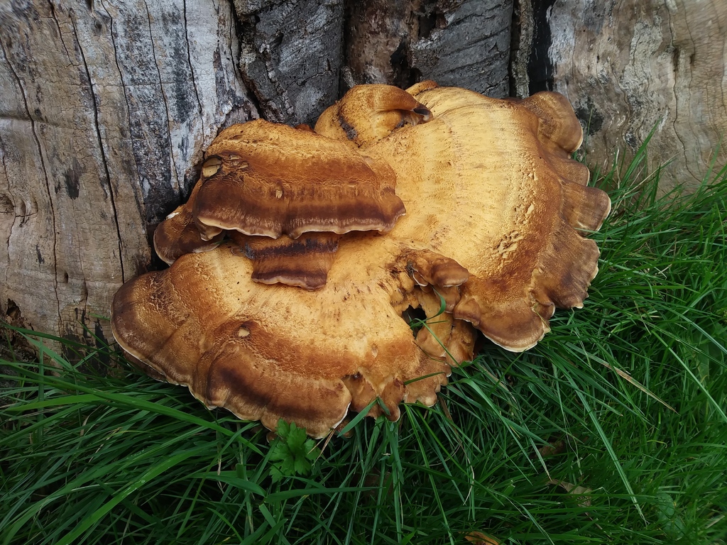 Giant Polypore from Lancashire, UK on October 8, 2024 at 04:44 PM by ...