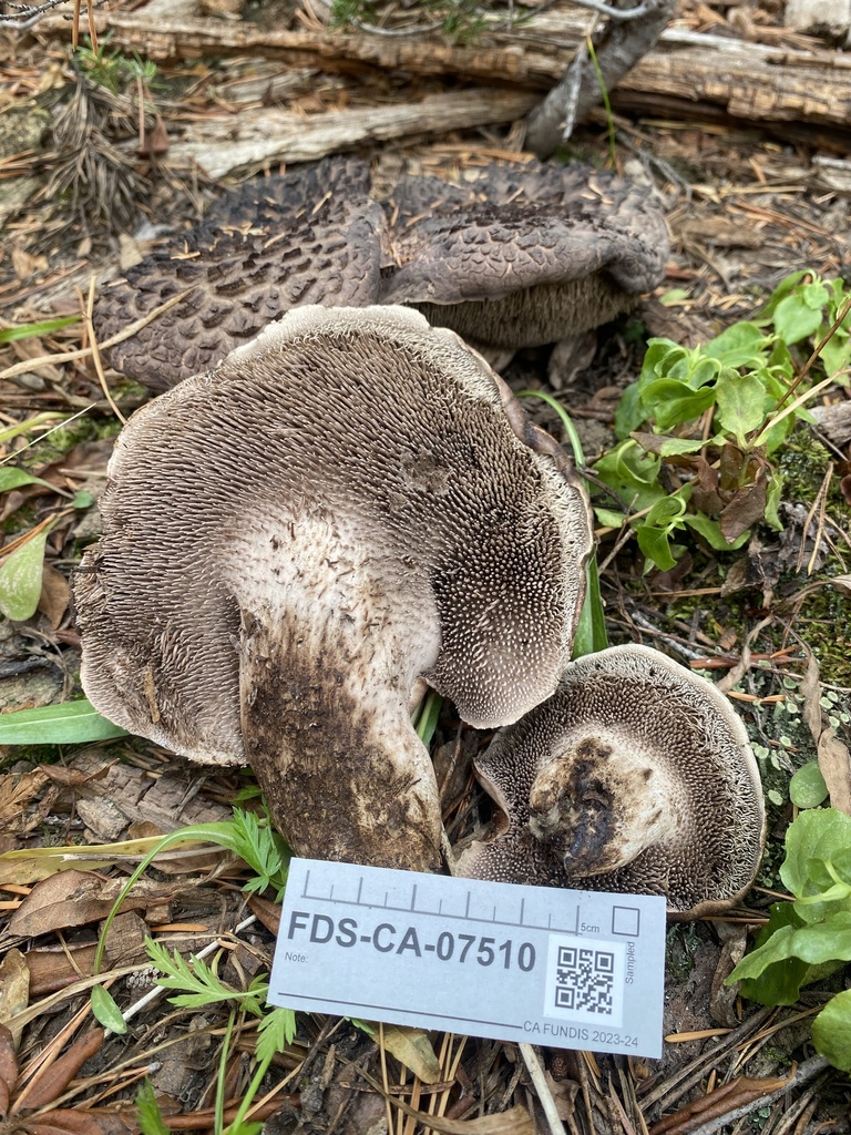 shingled hedgehog from Lake Tahoe Basin Management Unit, South Lake ...