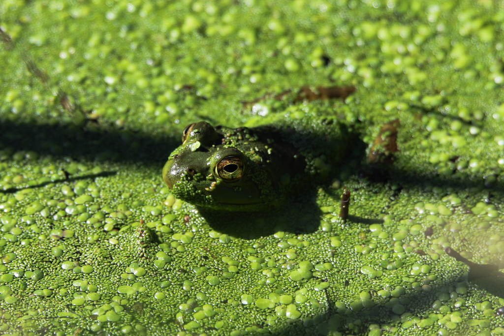 American Bullfrog from Ashland County, OH, USA on October 08, 2024 at ...