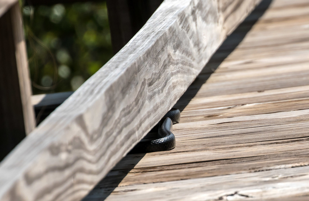 Eastern Indigo Snake in August 2018 by Robert Emond. Spotted on the ...