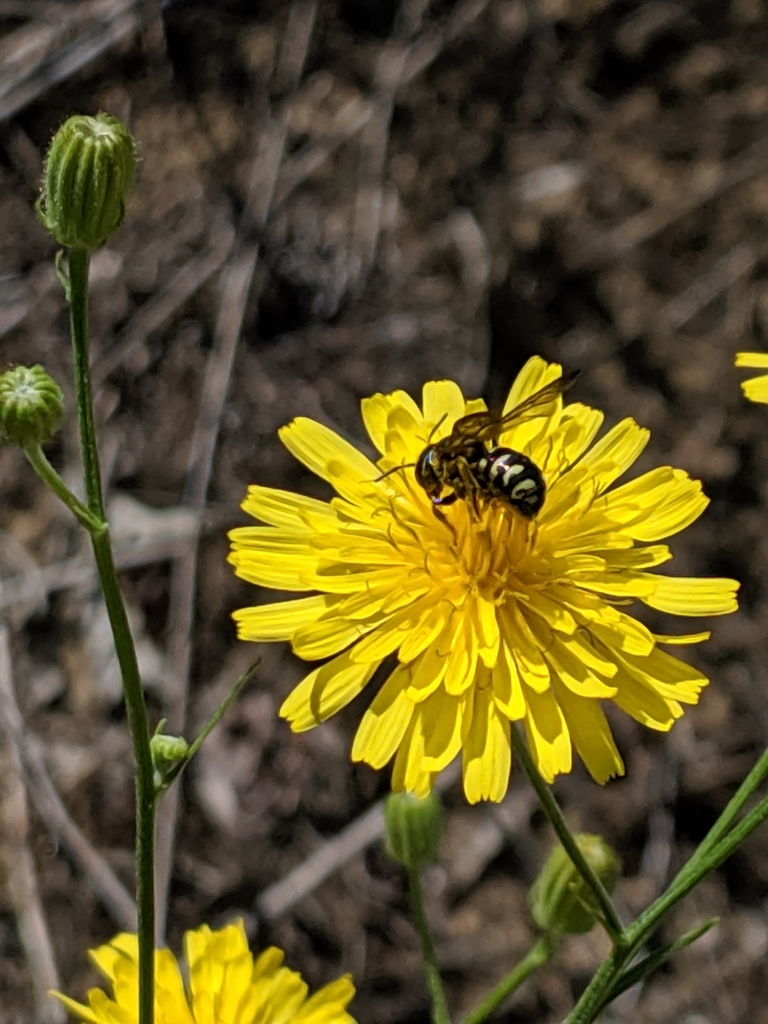 Northeastern Pebble Bee from Walsingham, ON N0E 1X0, Canada on July 4 ...