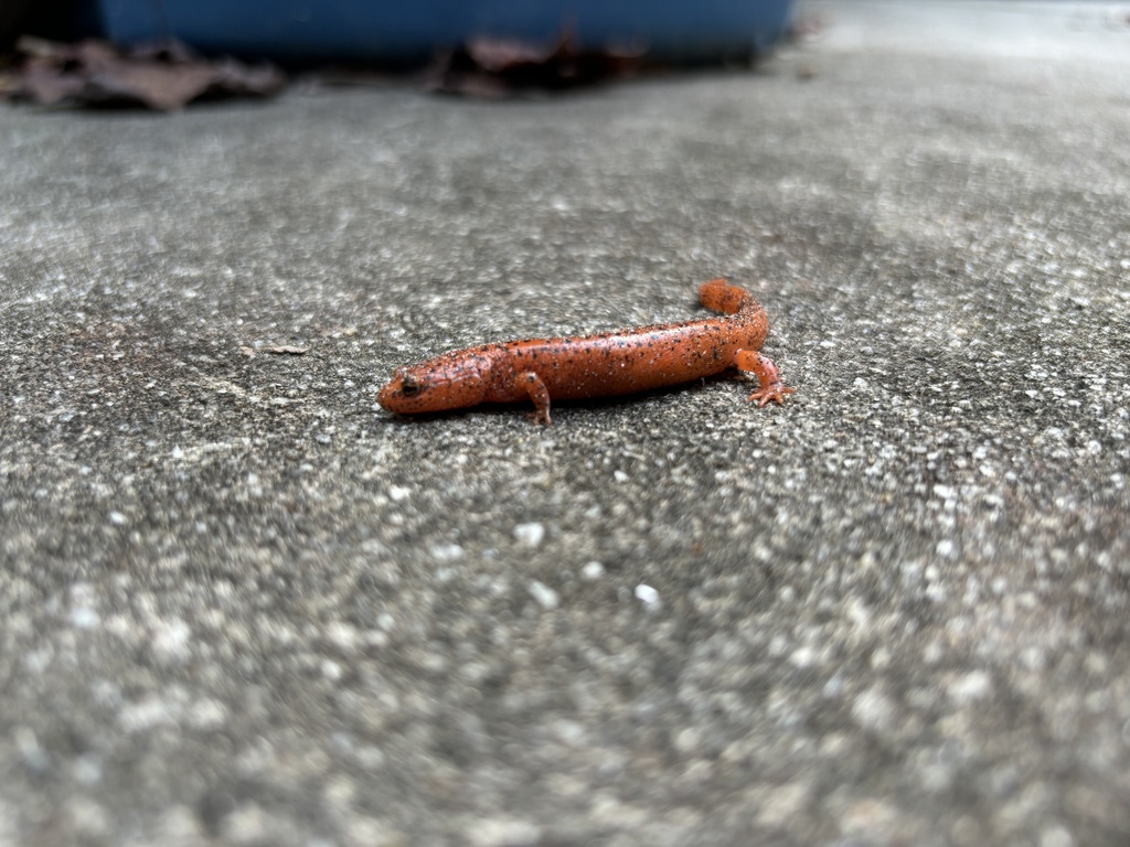 Red Salamander from Brown Chapel Rd, Catawba, NC, US on October 6, 2024 ...