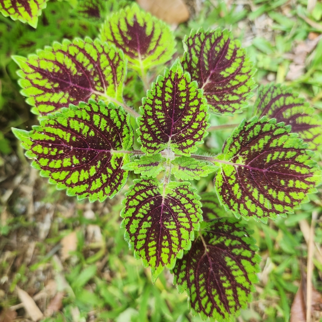 Coleus from Topaz QLD 4885, Australia on October 9, 2024 at 10:16 AM by ...