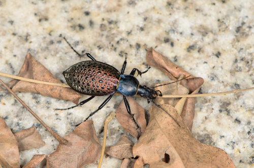 Carabus formosus · iNaturalist