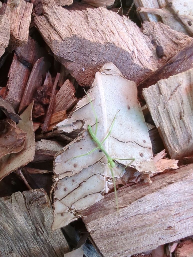 Margin-winged Stick Insect from Murrumbeena VIC 3163, Australia on ...