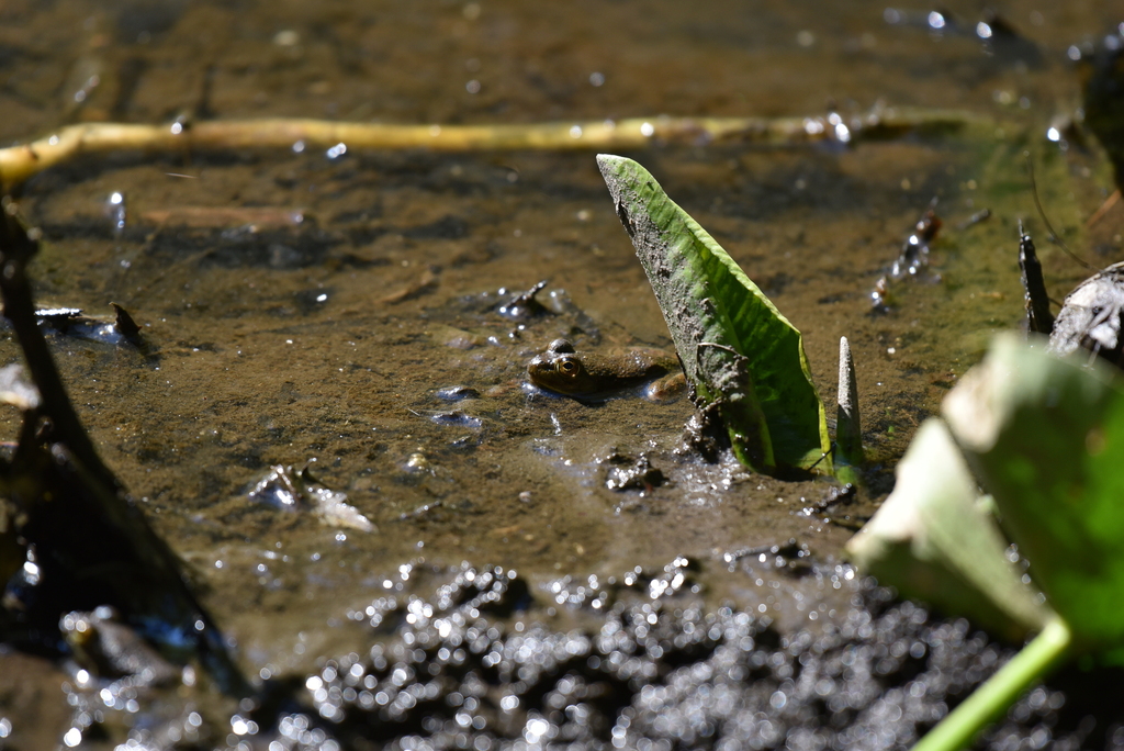 American Bullfrog from Huntingdon Valley, Bryn Athyn, PA, USA on ...