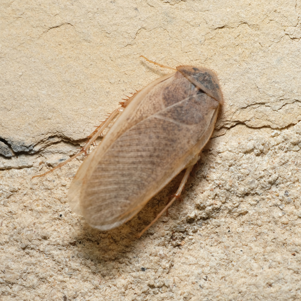 Boll’s Sandroach from Val Verde County, TX, USA on October 4, 2024 at ...