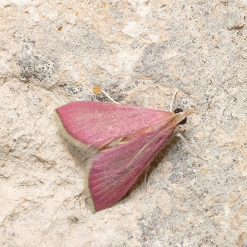 Inornate Pyrausta Moth from Val Verde County, TX, USA on October 4 ...
