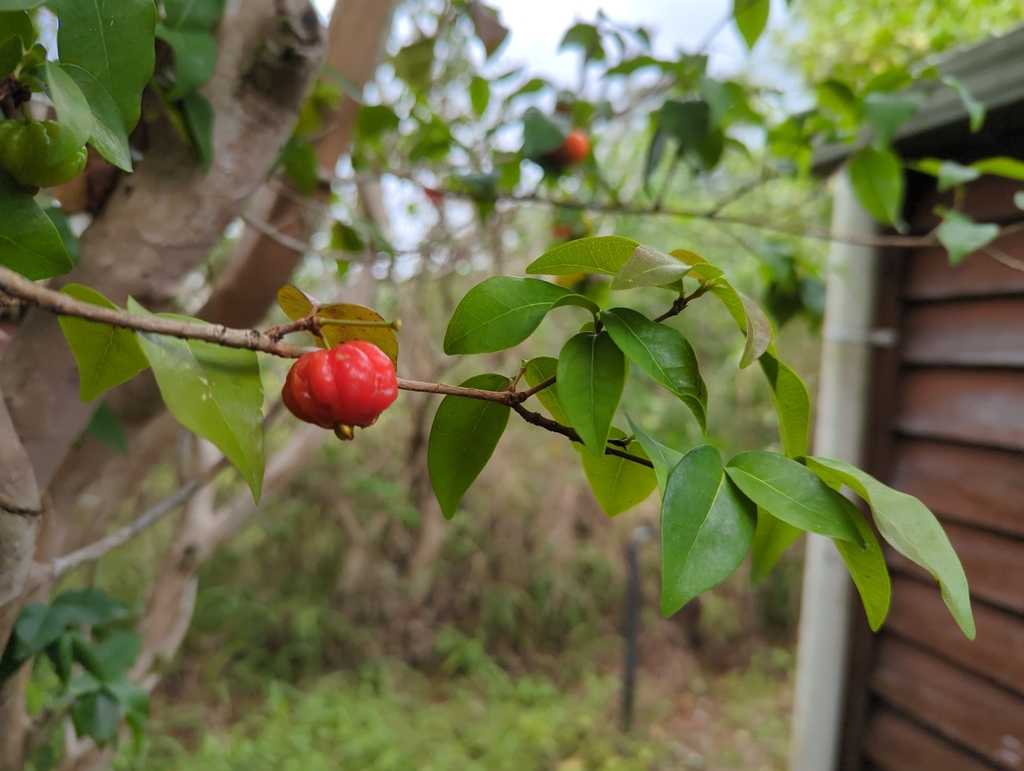 Surinam Cherry from Woodford QLD 4514, Australia on October 9, 2024 at ...