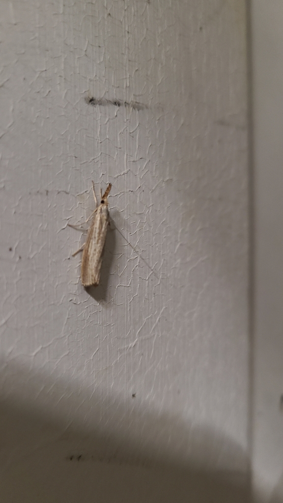 Vagabond Sod Webworm Moth from Liberty, NC 27298, USA on October 8 ...