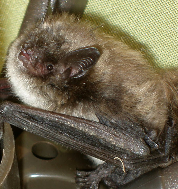 Little Brown Bat